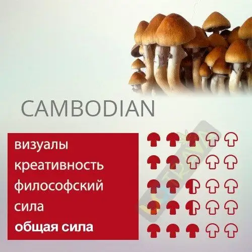 Купить споры грибов Psilocybe Cubensis Cambodian Киев и Украина