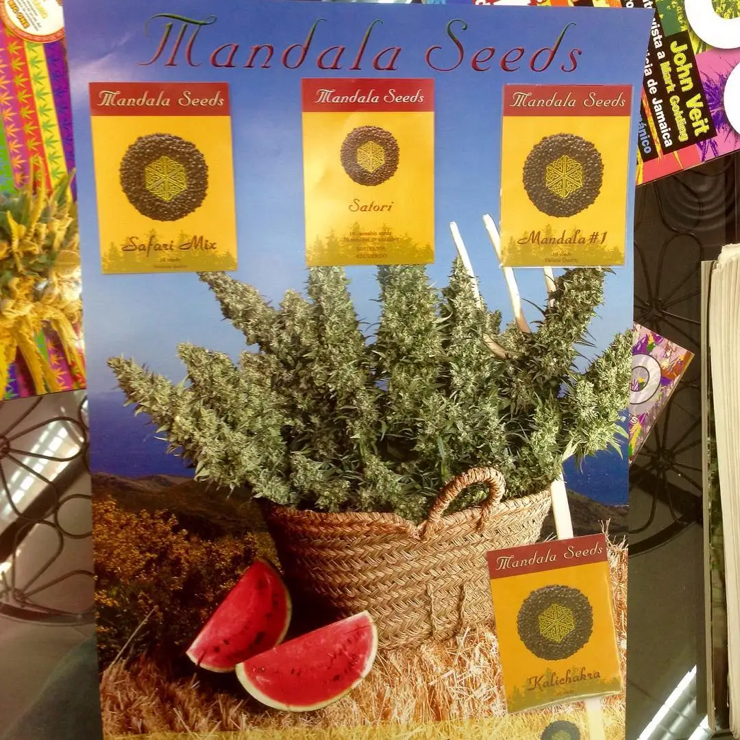 Secrets to Successfully Growing Mandala Seeds - UATRAVA article